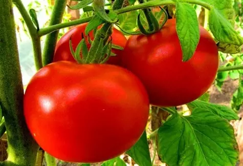 Aspetto del pomodoro Jane