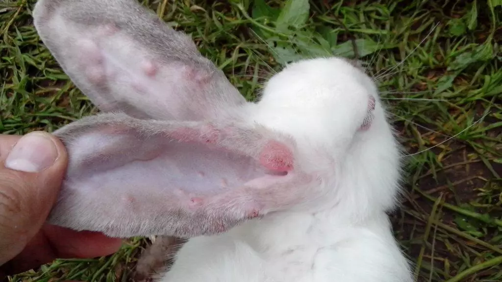 Nexweşên guhên li Rabbits: Nîşan û dermankirina li malê, pêşîlêgirtin 9224_6