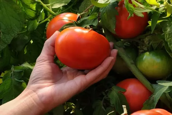 Tomato thawy