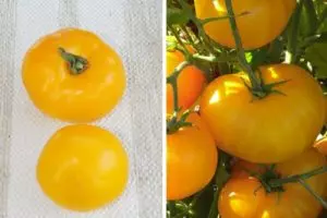 Tlhaloso ea mahe a gamato a leteato la Tomato amber le litšobotsi tsa eona