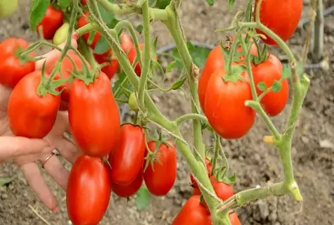 Italian Tomato.