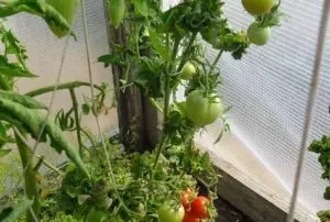 Característica y descripción del palo de tomate.