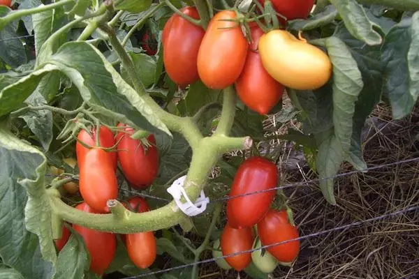 Kukula tomato