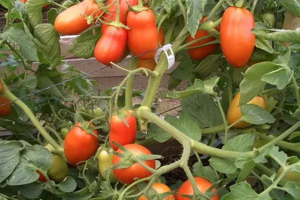 Куш домат.