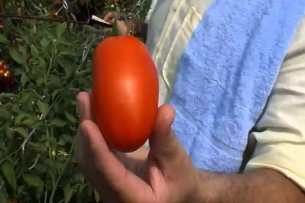 עגבניה בשלה