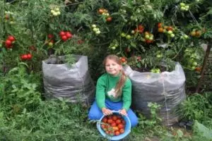 Çantalarda domates yetiştirmek için adım adım talimatlar