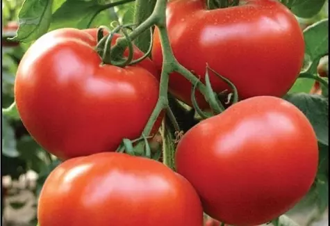 Alamine Tomato F1.