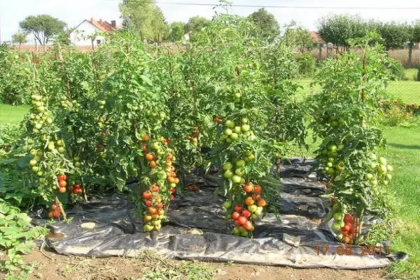 Tomatoes Ripe