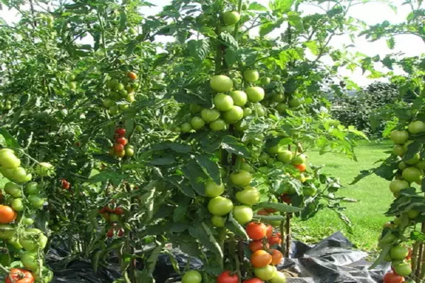 Zelena paradajz