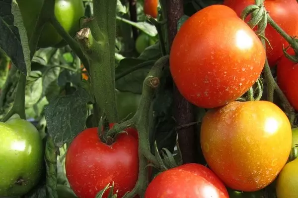 Crescendo de tomate.