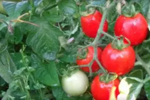 Tomātu tomātu fuhago tomātu apraksts un tās īpašības