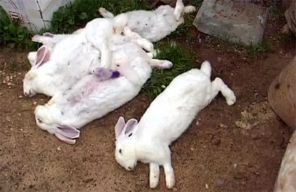 Nexweşiya Hemorhagic Rabbits