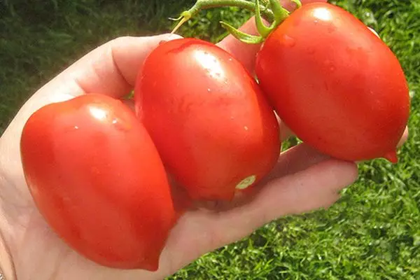 Kolm tomatit