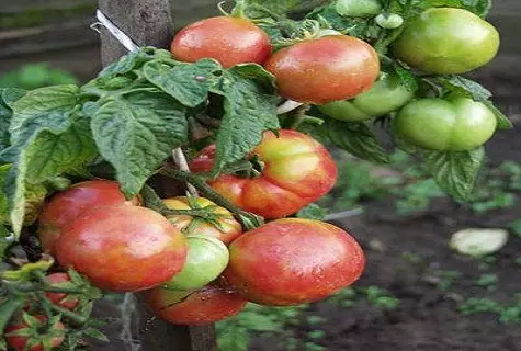 Tomate lotuta