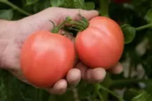 Beskrywing en opbrengste van Tomatoat Tomatola, tuiniers