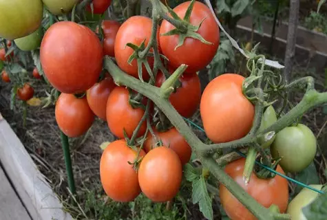 Girling tomatov