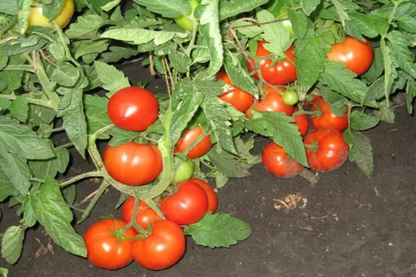 Dräi Schwësteren Tomaten Klass