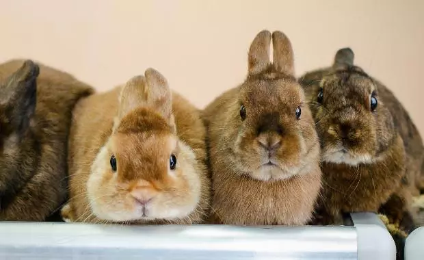 Dekorativa kaniner