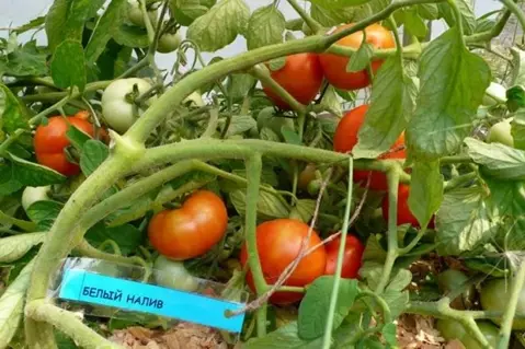 Bodas tuang bushes tomat