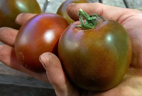 Tomat tomat svart prins