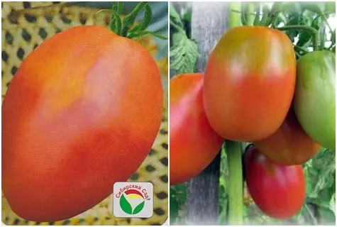番茄種子阿爾圖斯卡