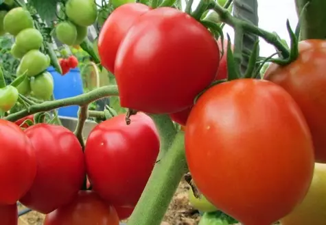 Bushes tomato budenovka