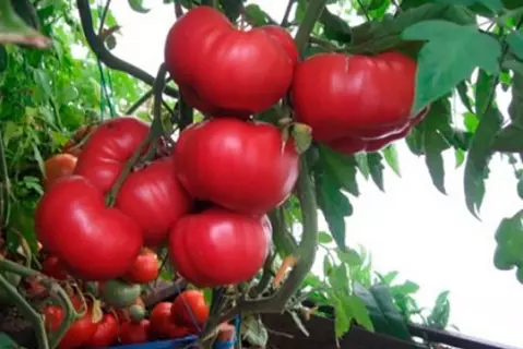 Semak tomato merah jambu