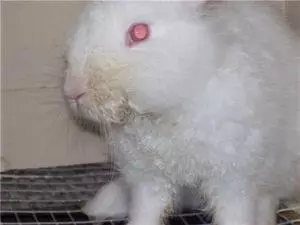 Tratamento de talha em coelhos por remédios folclóricos e drogas, sintomas