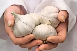 Incazelo ye-garlic varidor messidor ne-herrmador, izici zokutshala kanye nesivuno