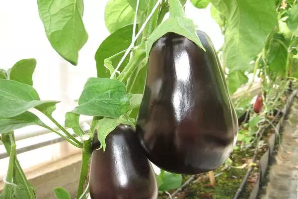 Babban eggplant