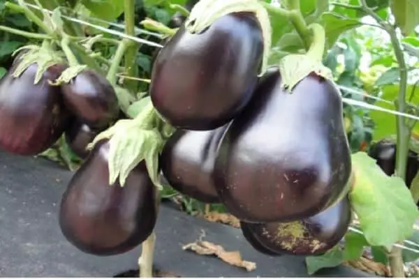 Cring eggplant