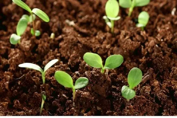 Seedlings a cikin ƙasa