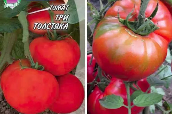 เมล็ด Tomatov