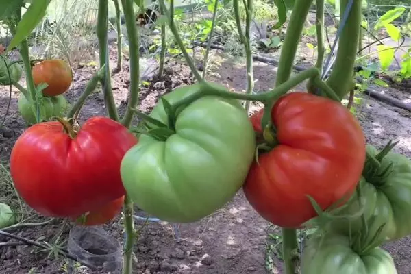 Tomaten in Teplice.