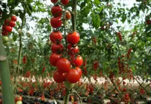 Kur të mbillni në fidanë dhe si të rriteni domate të qershisë në tokë të hapur dhe serrë