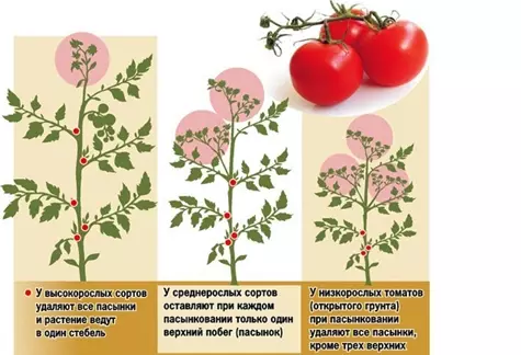 Regras de peitos de tomate