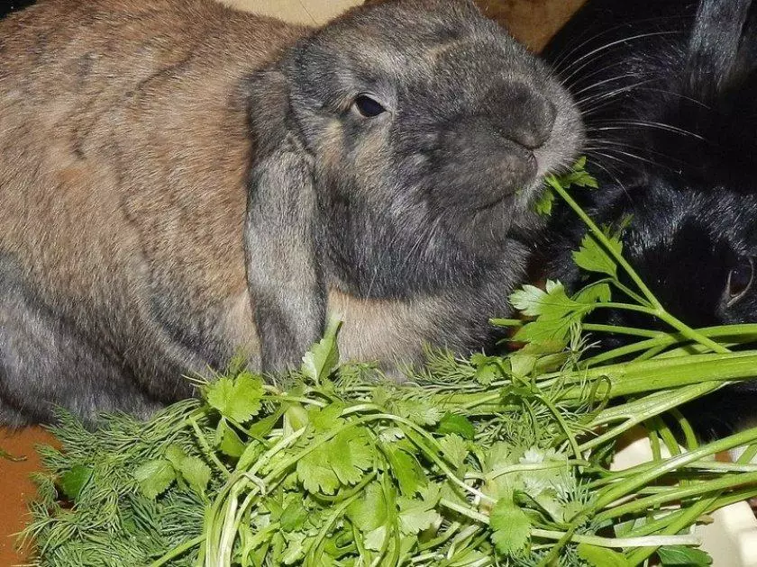parsley rabbit