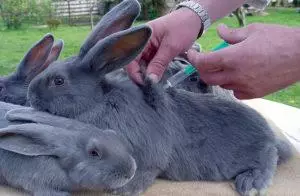Kaninchenimpfernegeln zu Hause und beim Herstellen von Impfungen