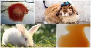 Waarom de Rabbit-urine rood werd en wat te doen, preventiemaatregelen