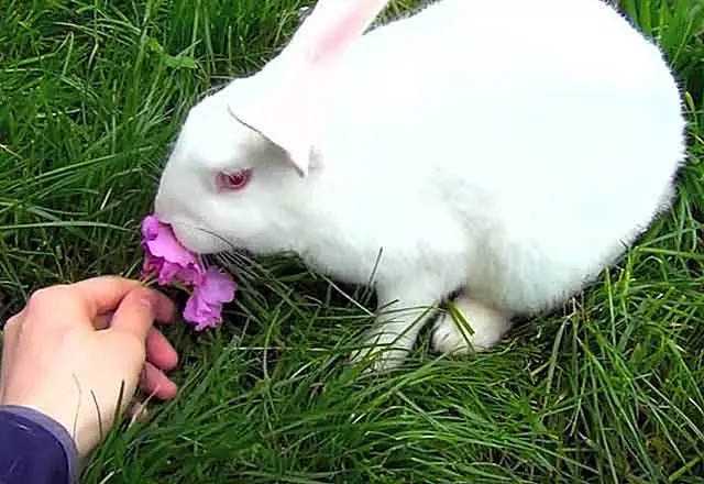 Feeding rabbit