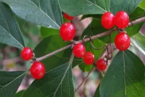 Top 10 receptů Co lze připravit z červené třešně pro zimu, metody mrazu
