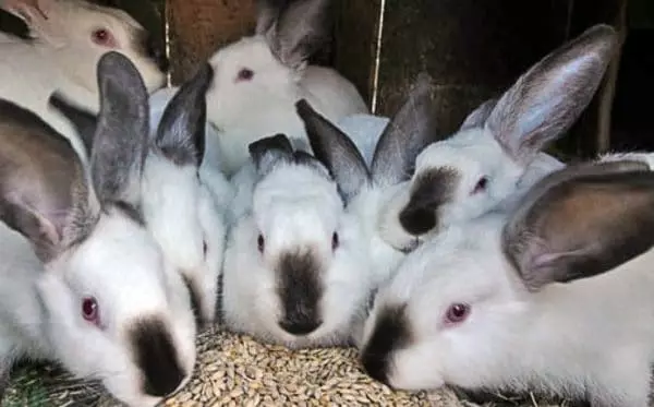 ມັນເປັນໄປໄດ້ບໍທີ່ຈະໃຫ້ rabbits