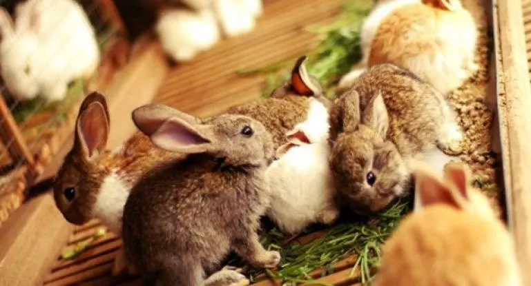 ມັນເປັນໄປໄດ້ບໍທີ່ຈະໃຫ້ rabbits