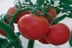 Beskrywing van Tomato Michel F1 Tamatie en sy eienskappe