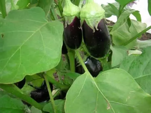 Eggplant da kulawa da shi