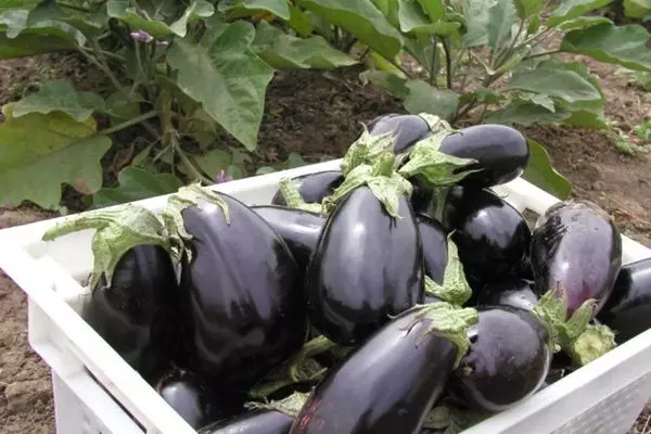 Eggplants akan lambun kayan lambu