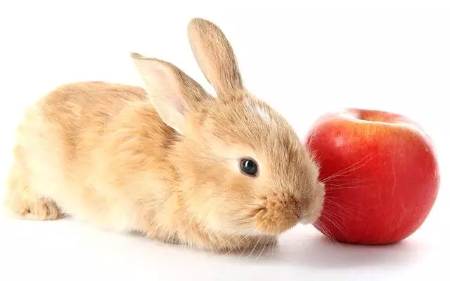 Apakah mungkin untuk memberikan kelinci apel