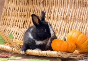 Er det muligt og i hvilken form er det bedre at give græskar kaniner, hvordan man introducerer i kosten