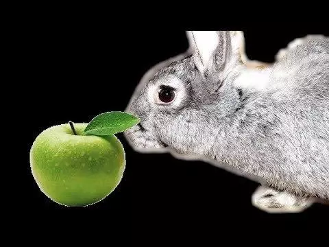 토끼 사과를 줄 수 있습니다