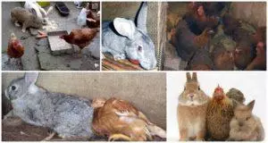 Is it possible to contain rabbits and chickens to keep in the same room, pros and cons